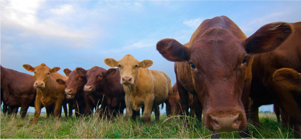 Grass Fed Beef Taste Test Grass Fed Beef Taste Test