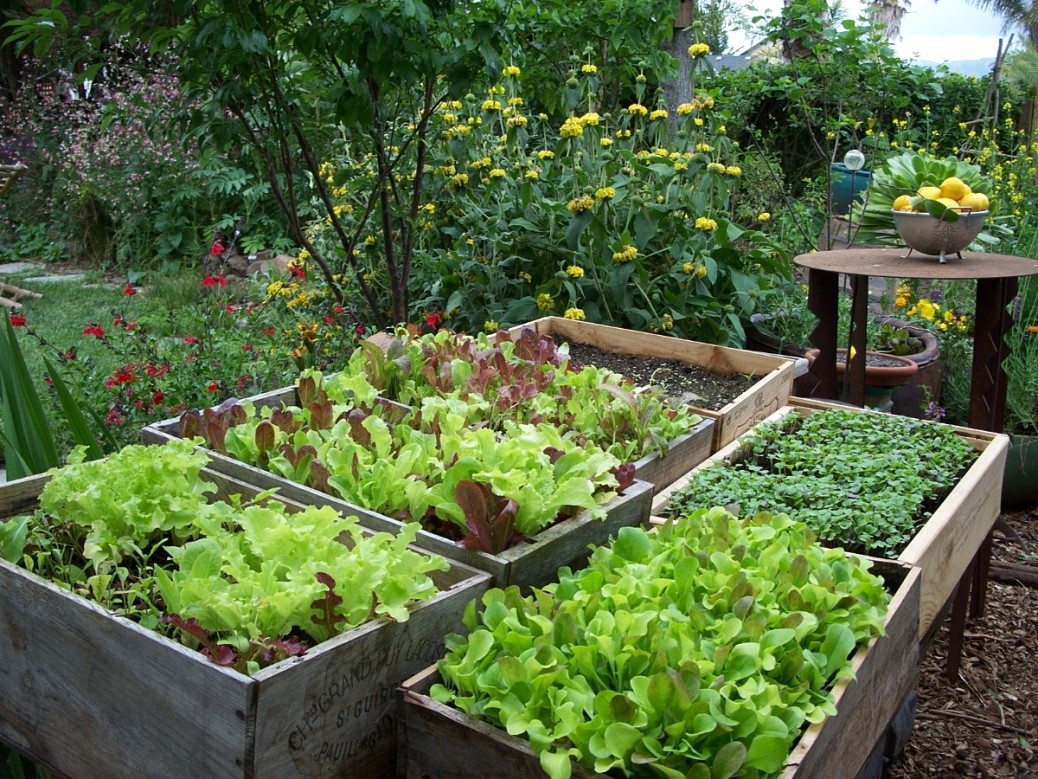 Edible Landscaping