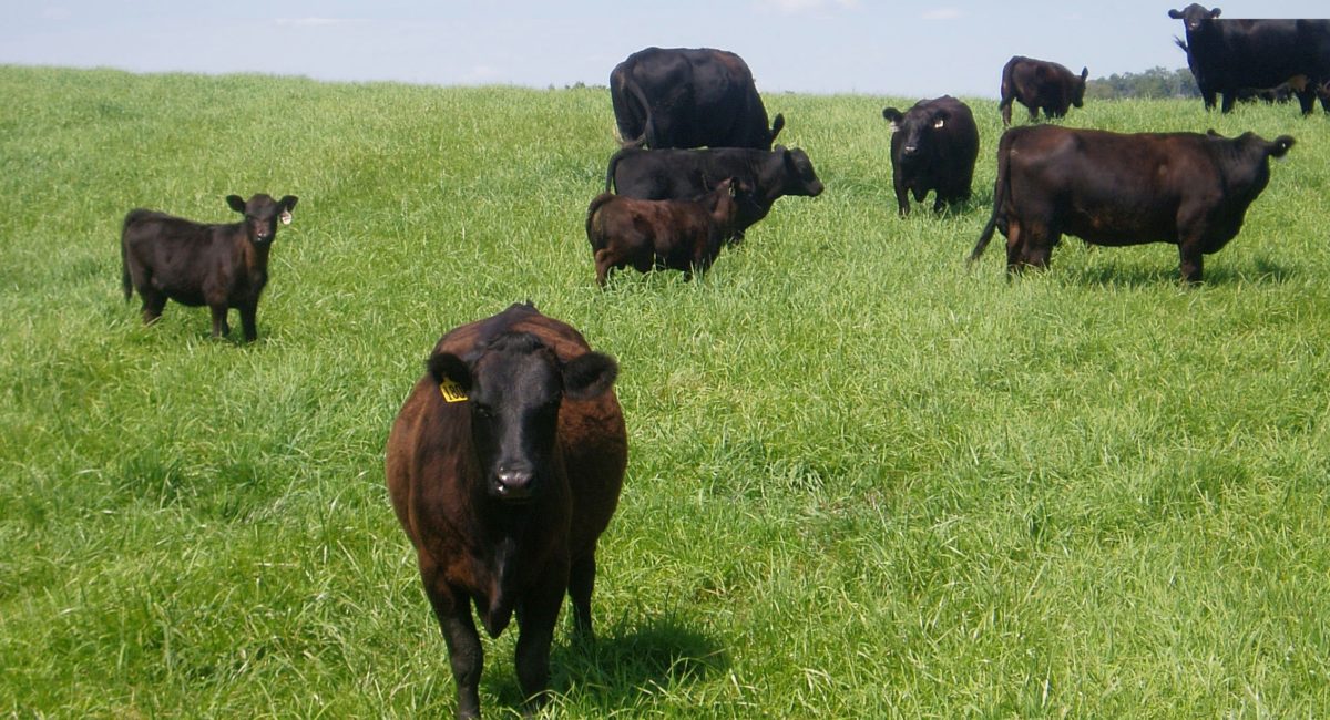 Quality Grass Feed Beef
